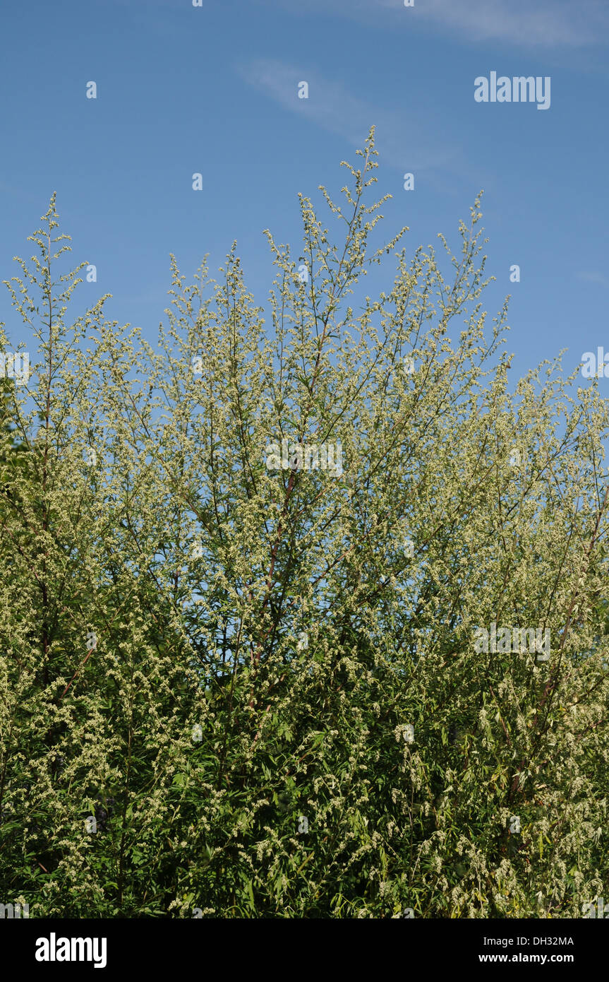 Artemisa vulgaris hi-res stock photography and images - Alamy