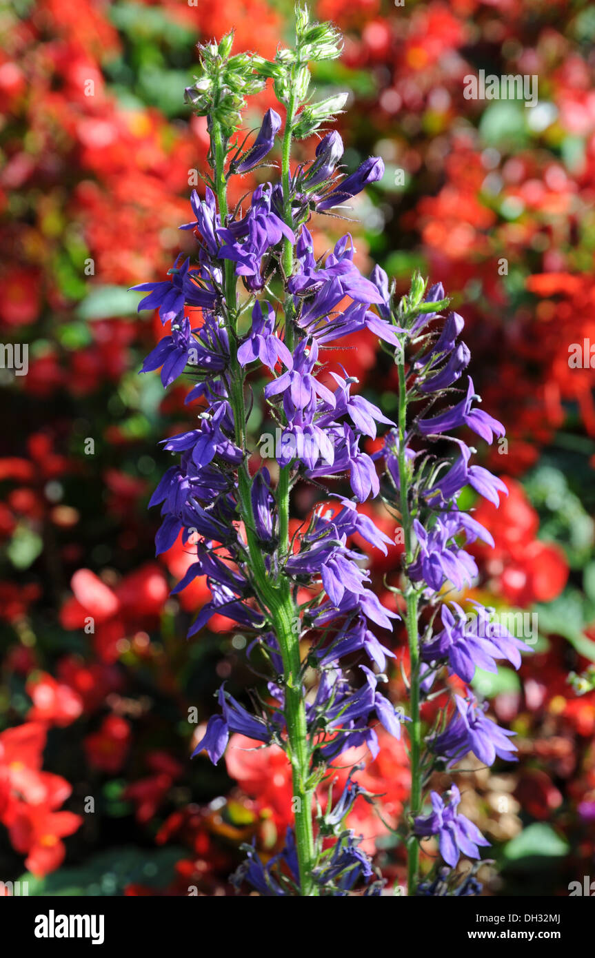Lobelia hi-res stock photography and images - Alamy