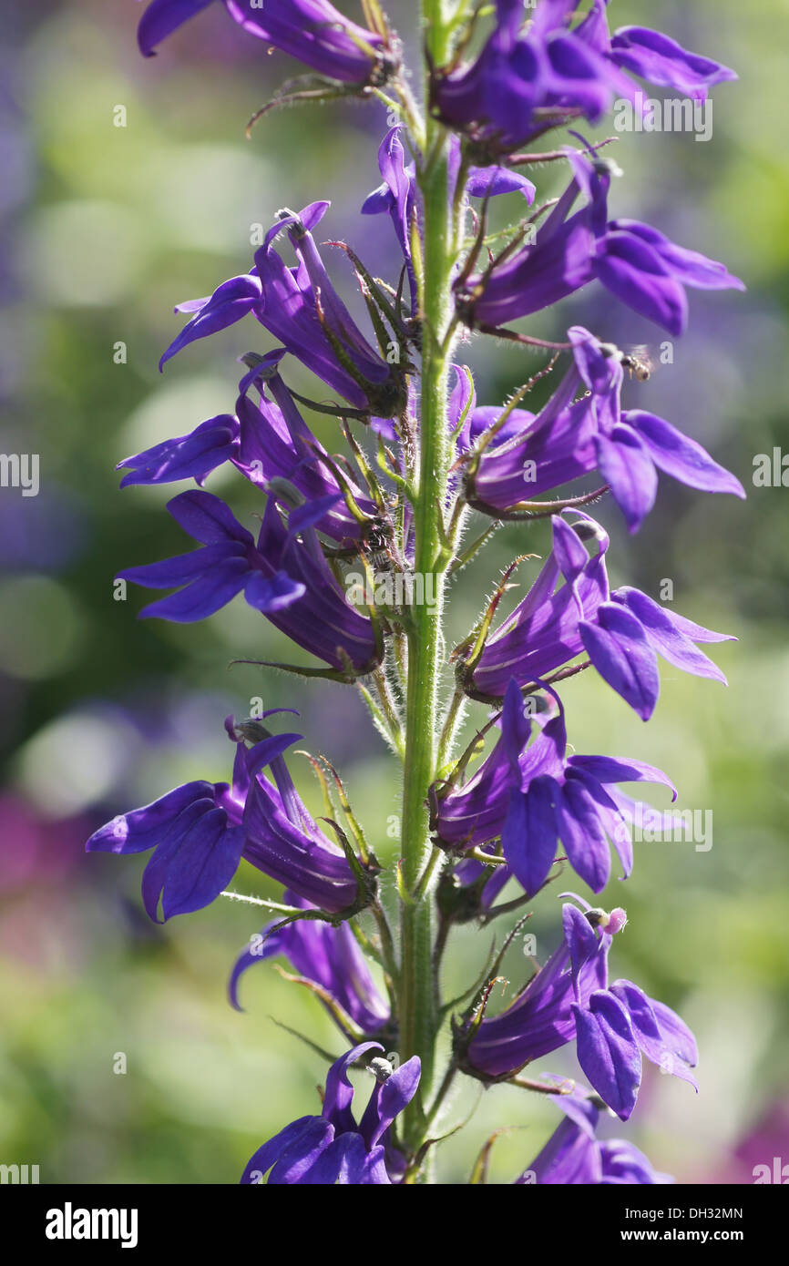 Lobelia hi-res stock photography and images - Alamy
