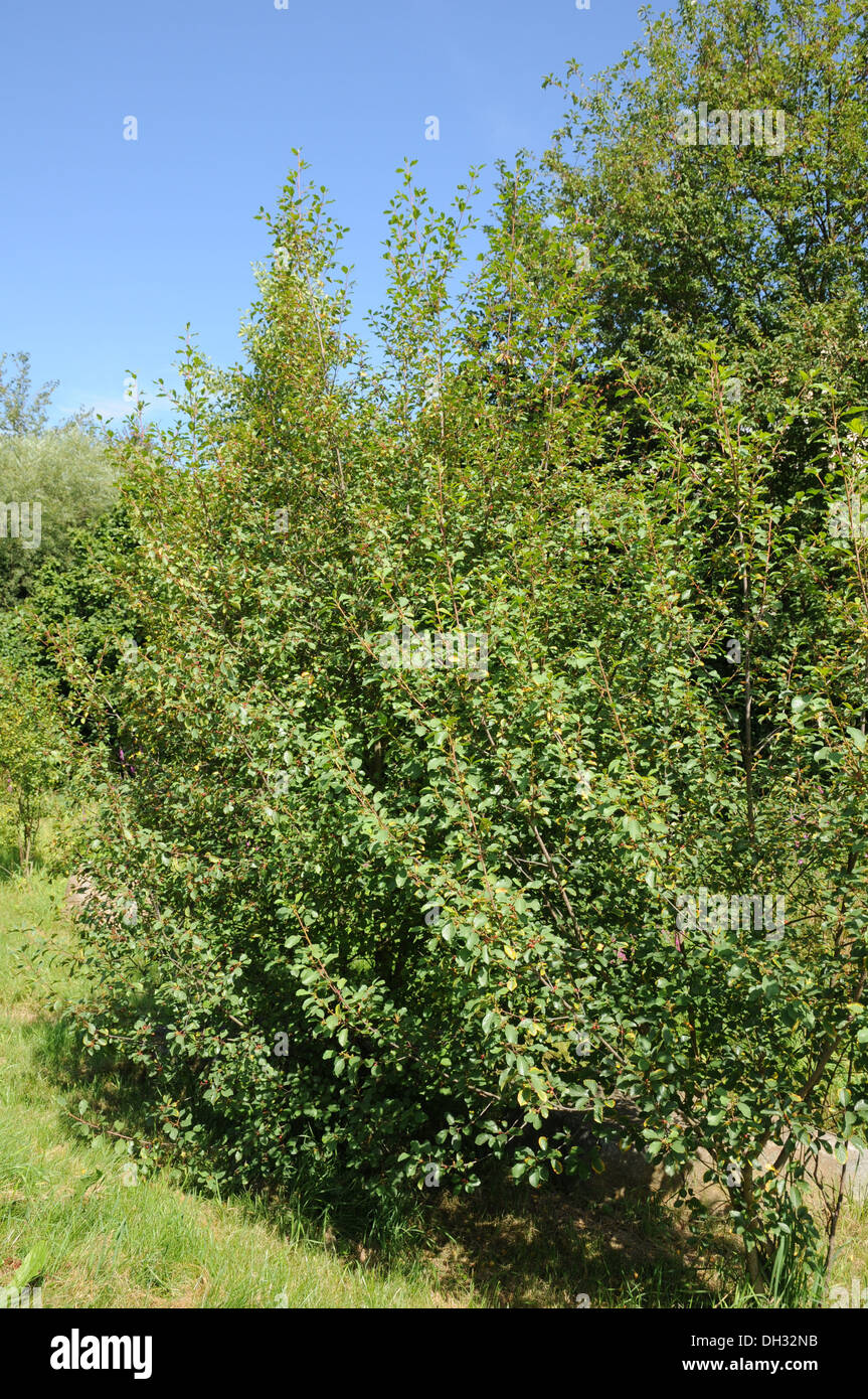 Glossy buckthorn hi-res stock photography and images - Alamy