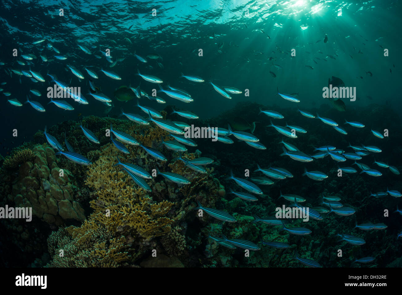 Red sea fusiliers hi-res stock photography and images - Alamy