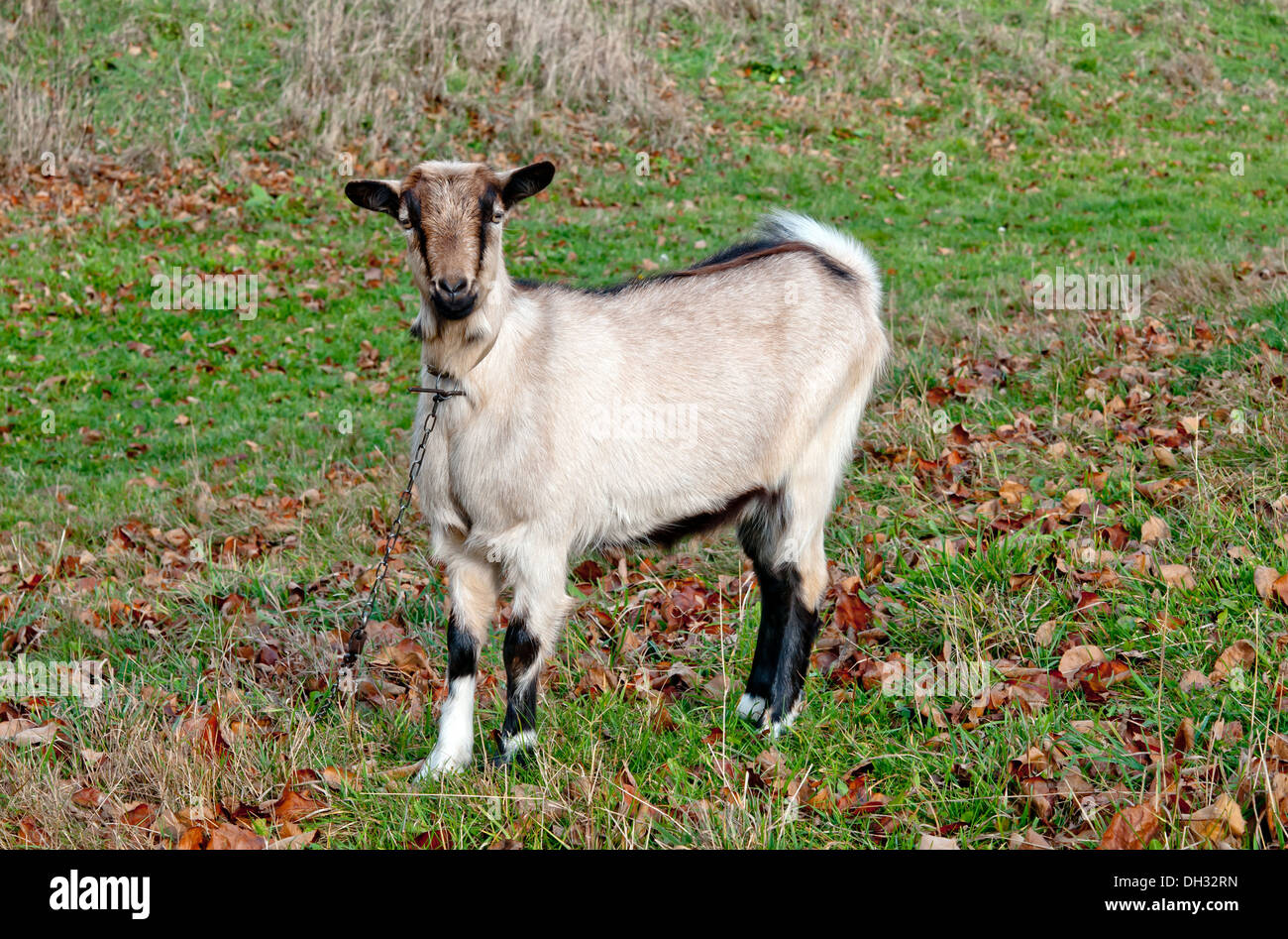Beautiful goats graze in pasture hi-res stock photography and images ...