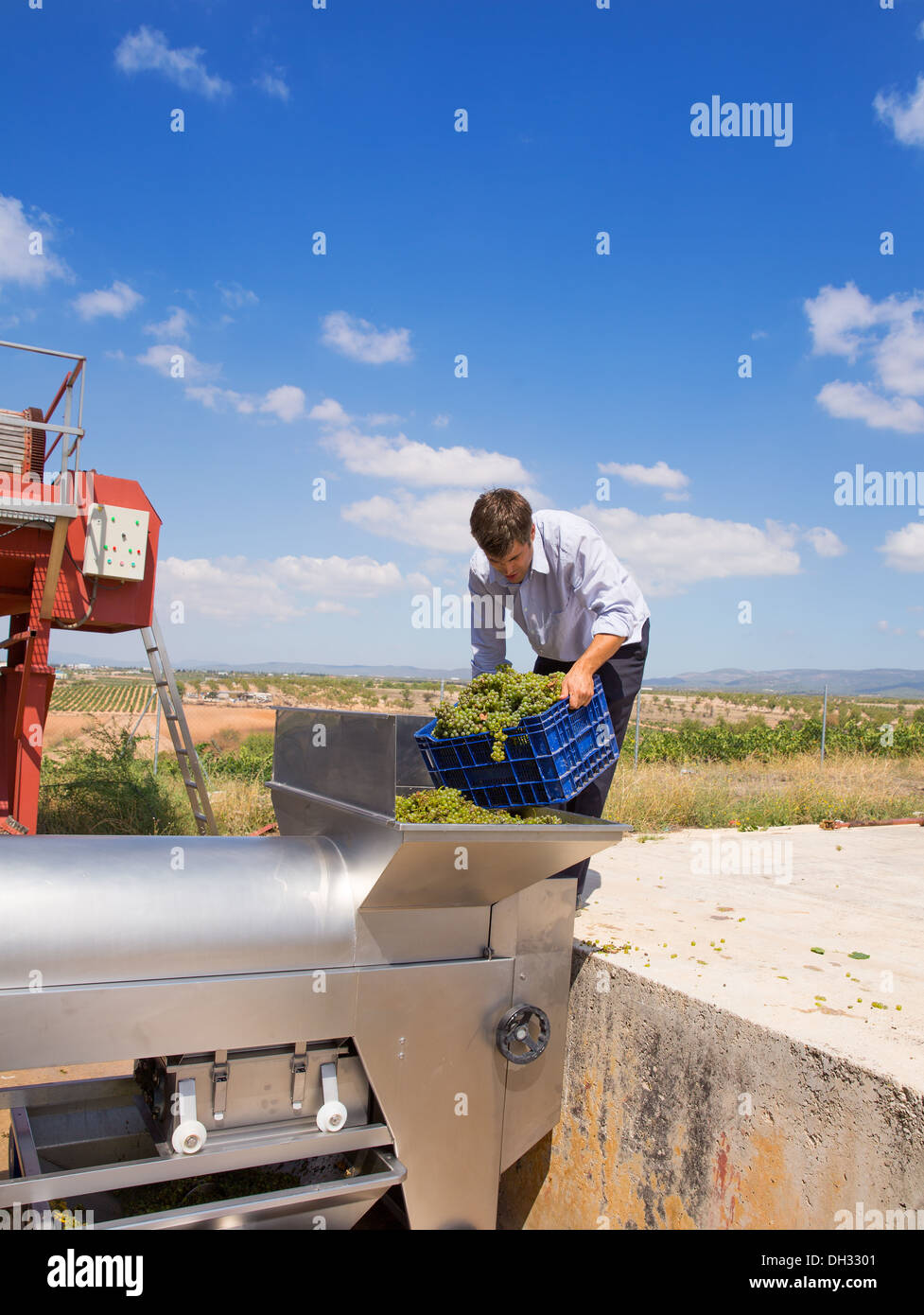 chardonnay wine grapes winemaker in destemmer crushing machine at ...