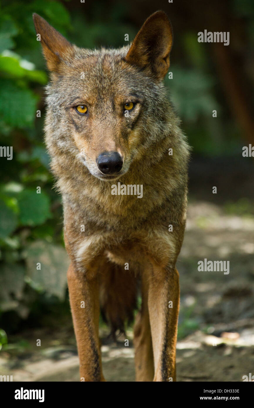 Iberian wolf (Canis lupus signatus Stock Photo - Alamy
