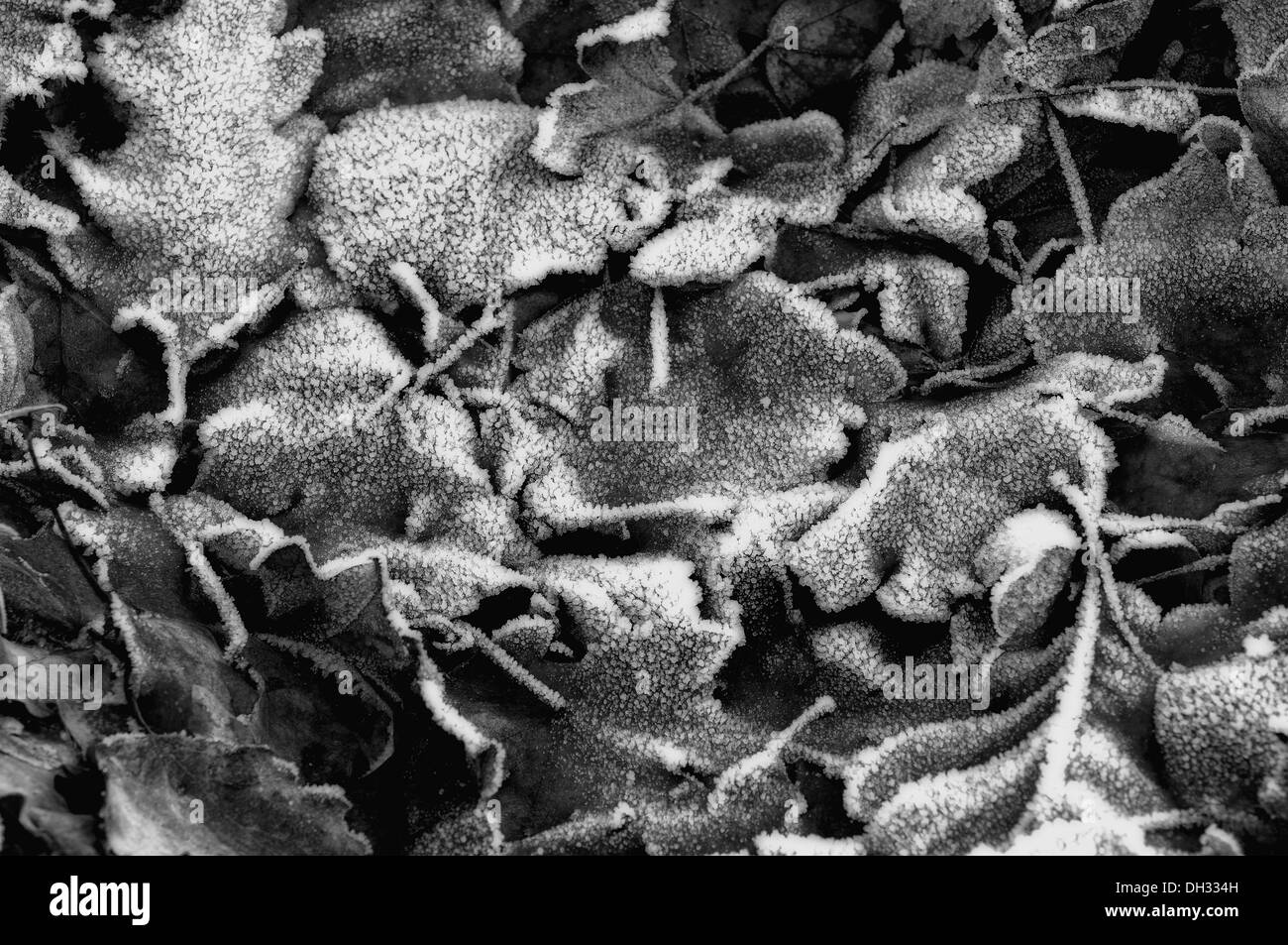 Fall background leaves autumnal Black and White Stock Photos & Images ...