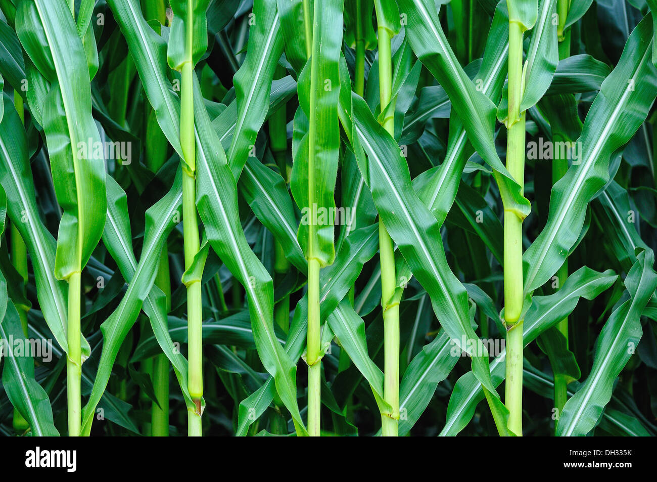 Cornstalks hi-res stock photography and images - Alamy