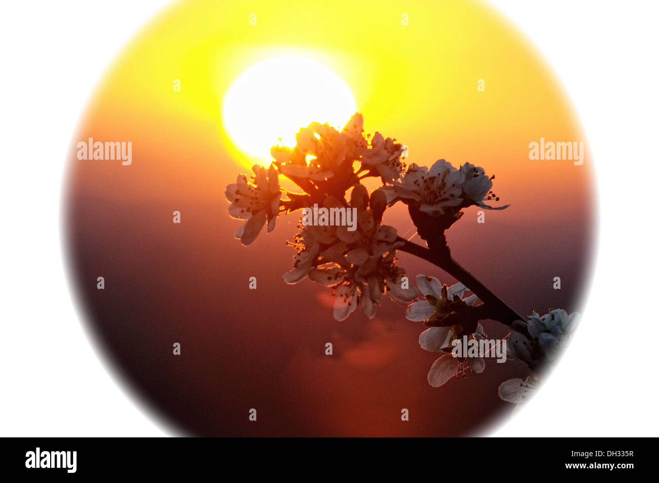 Sun and cherry blossoms hi-res stock photography and images - Alamy