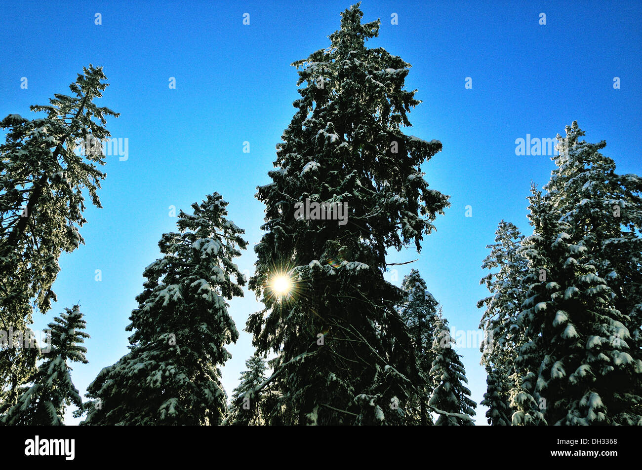 The crowns of a spruce forest hi-res stock photography and images - Alamy