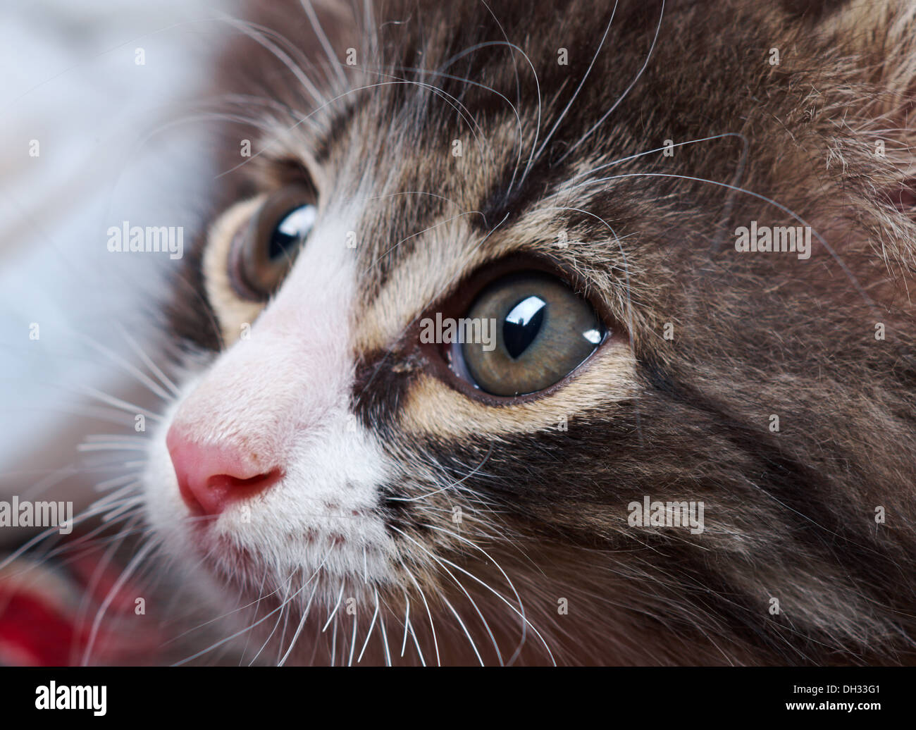 Charming cat hi-res stock photography and images - Alamy