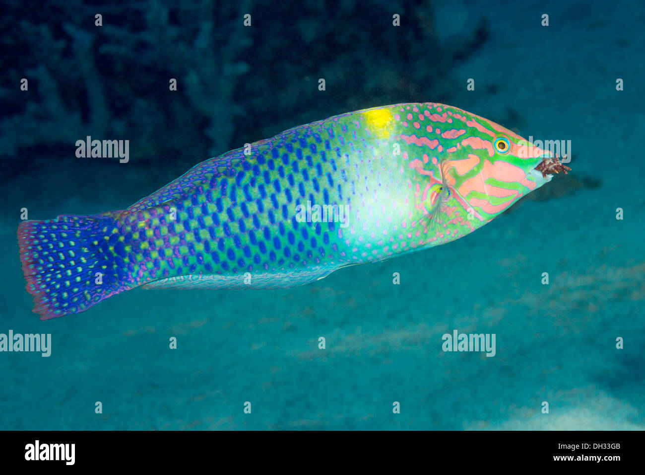 Checkerboard Wrasse, Halichoeres hortulanus, Marsa Shagra, Red Sea ...