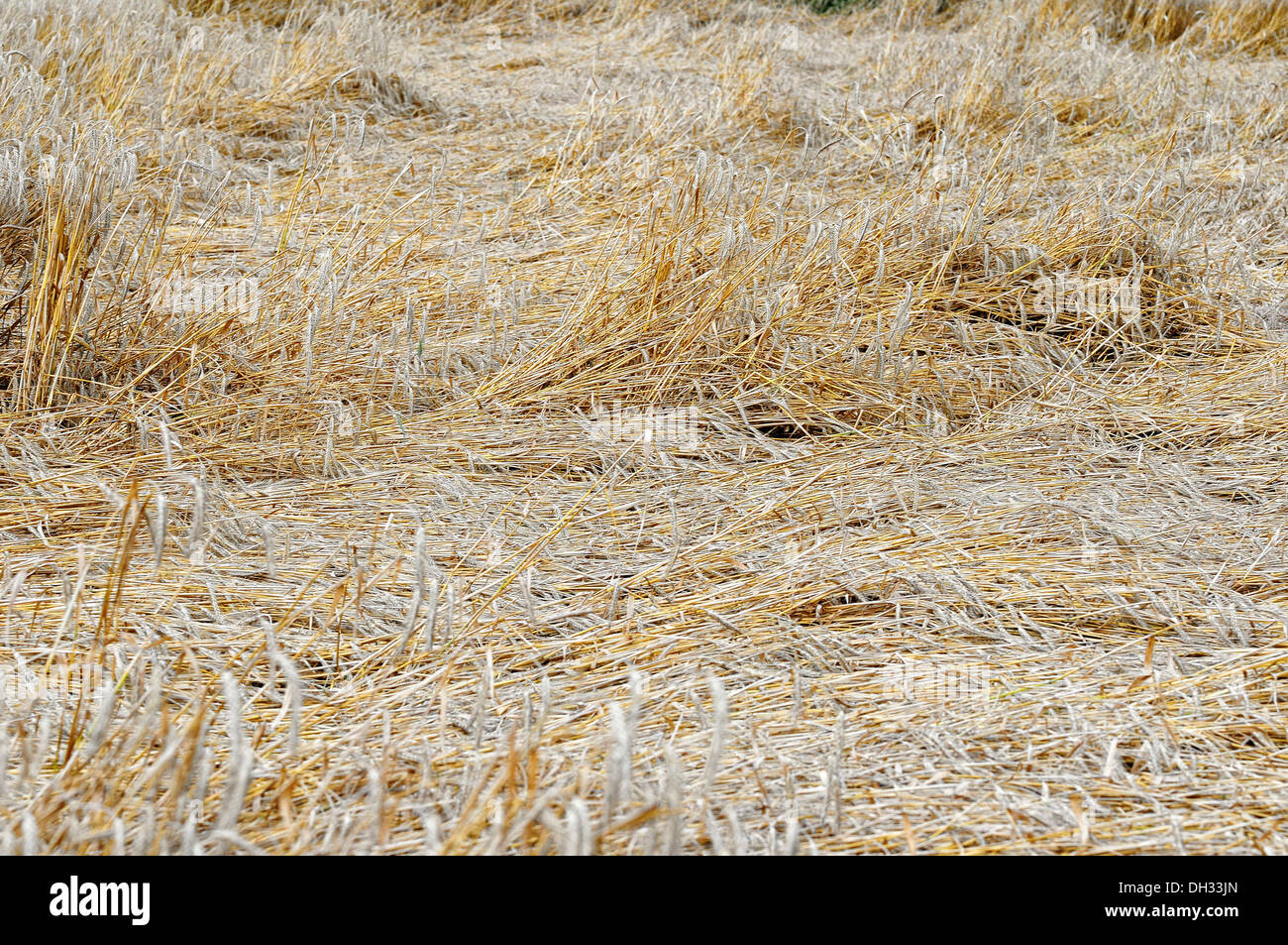 Crops destroyed hi-res stock photography and images - Alamy