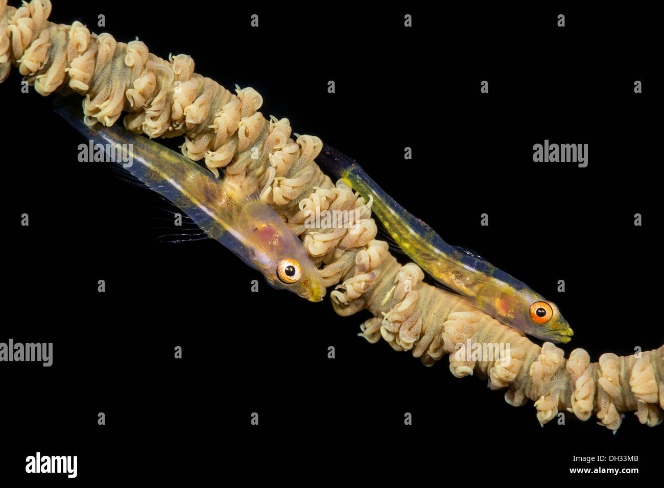 Two Whip Goby, Bryaninops sp., Marsa Shagra, Red Sea, Egypt Stock Photo ...