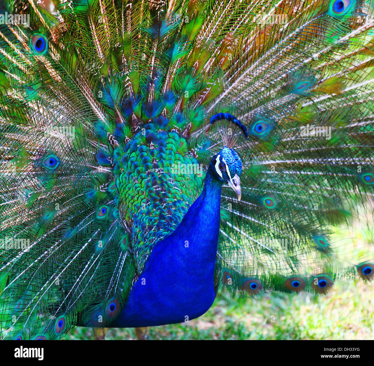 Peacock feather digital art hi-res stock photography and images - Alamy