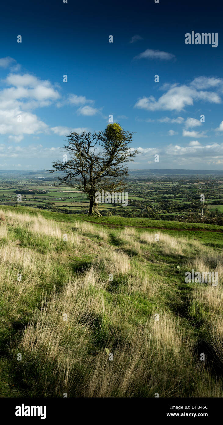 Windswept view hi-res stock photography and images - Alamy
