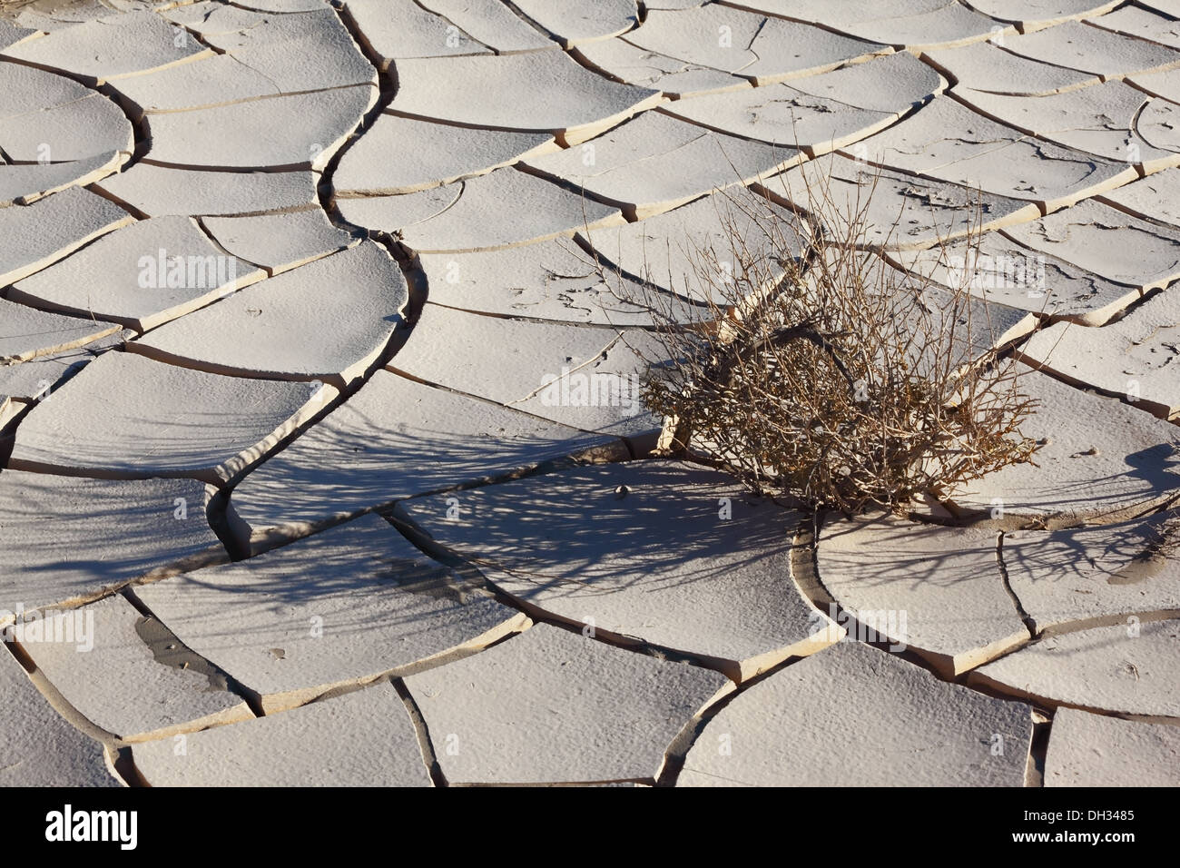 Very dry bush hi-res stock photography and images - Alamy