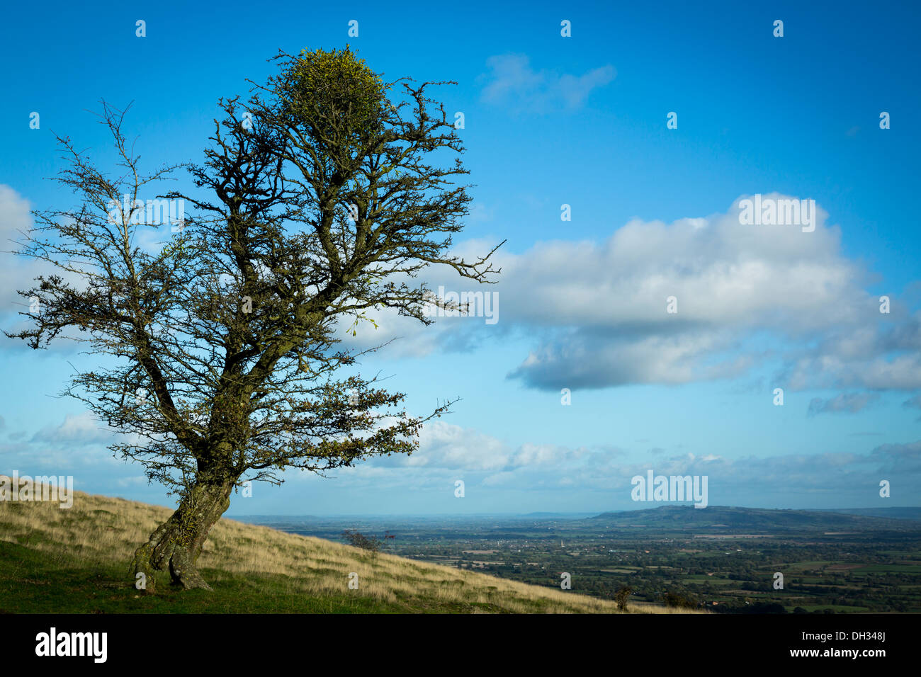 A lone windswept tree overlooking the English countryside Stock Photo ...