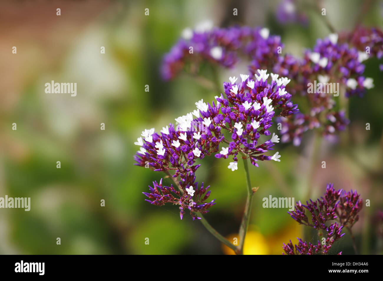 Charming fine field flowers on the blur Stock Photo - Alamy
