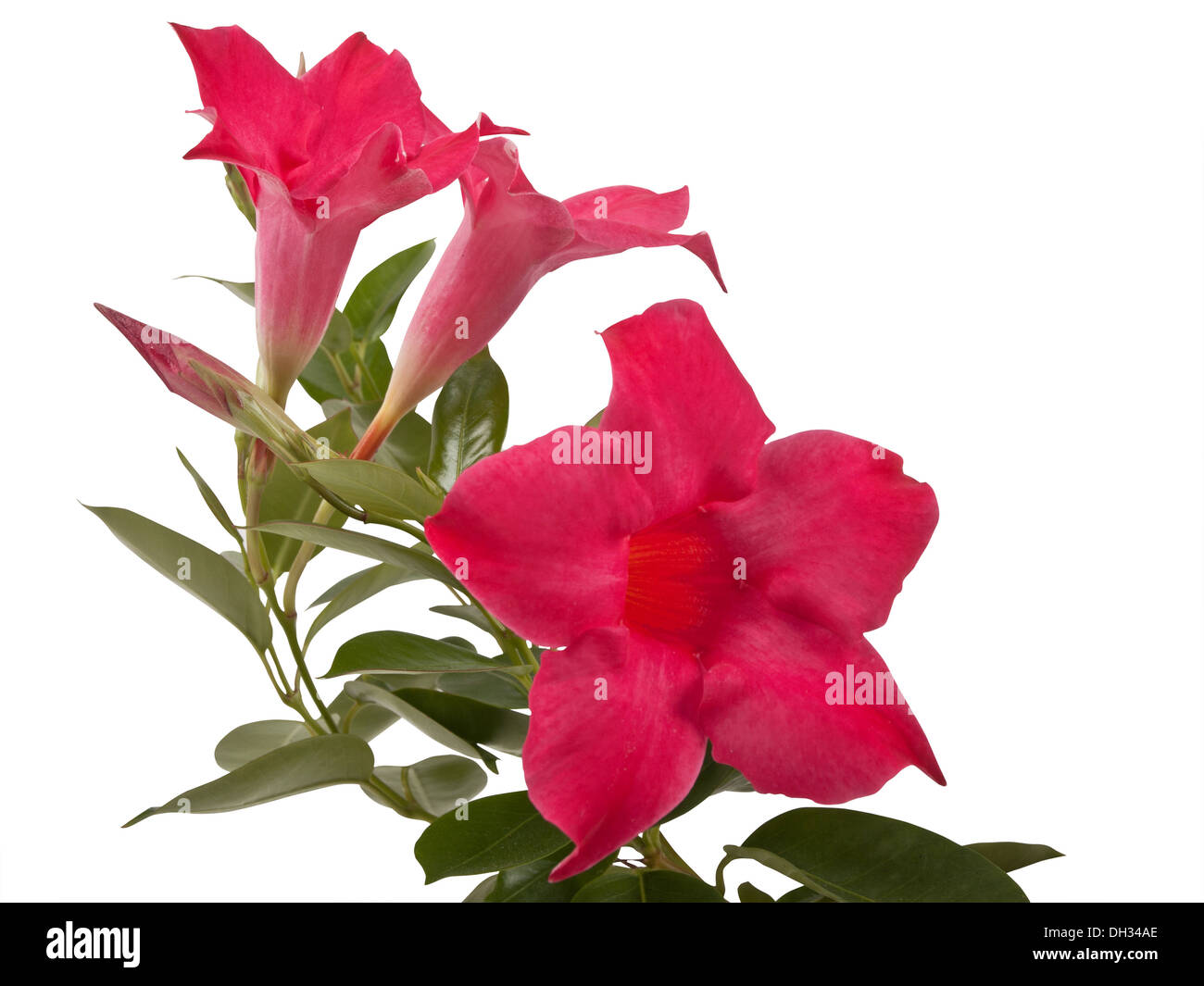 Allamanda flower hi-res stock photography and images - Alamy