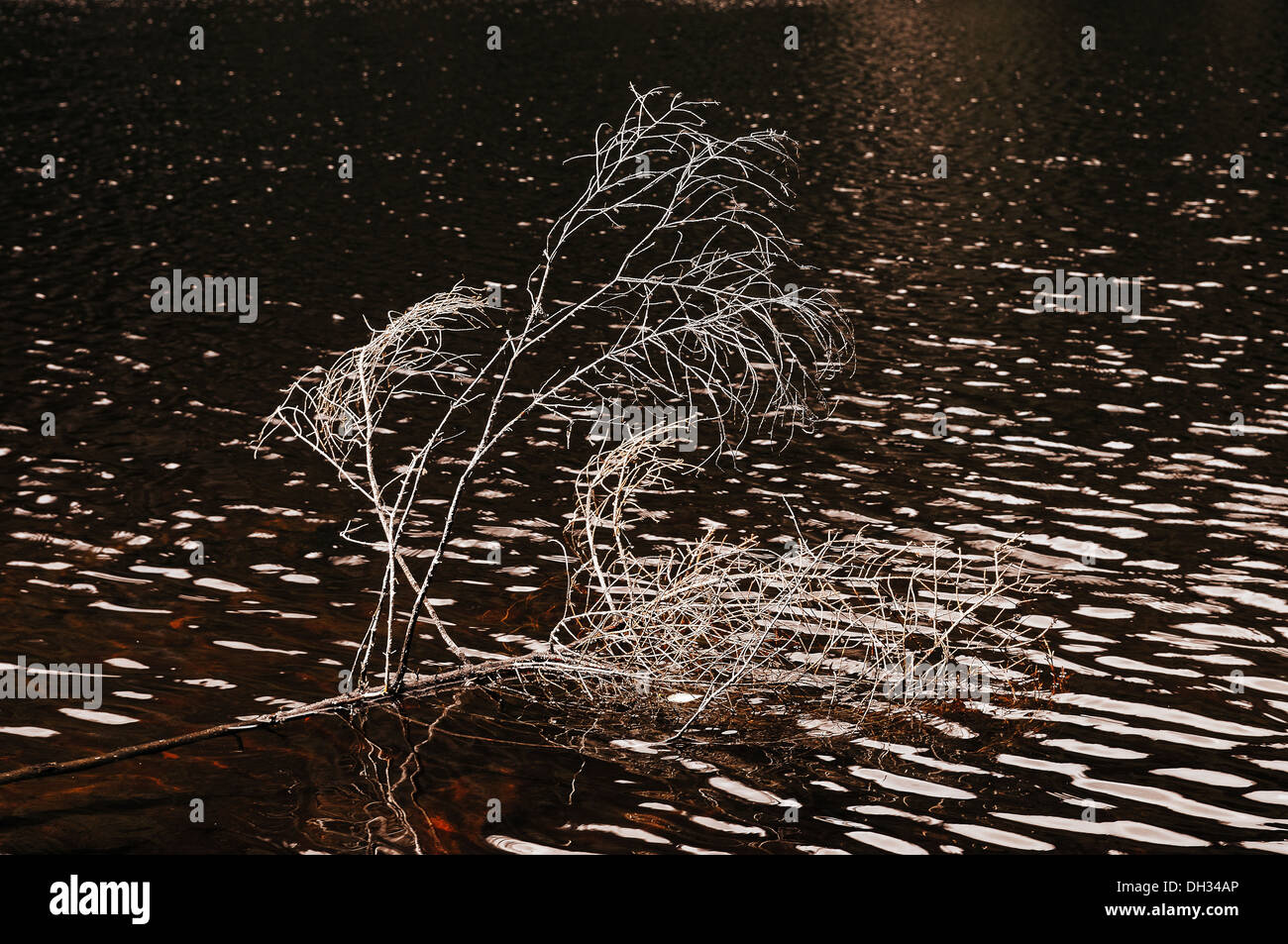 Tree skeletons hi-res stock photography and images - Alamy