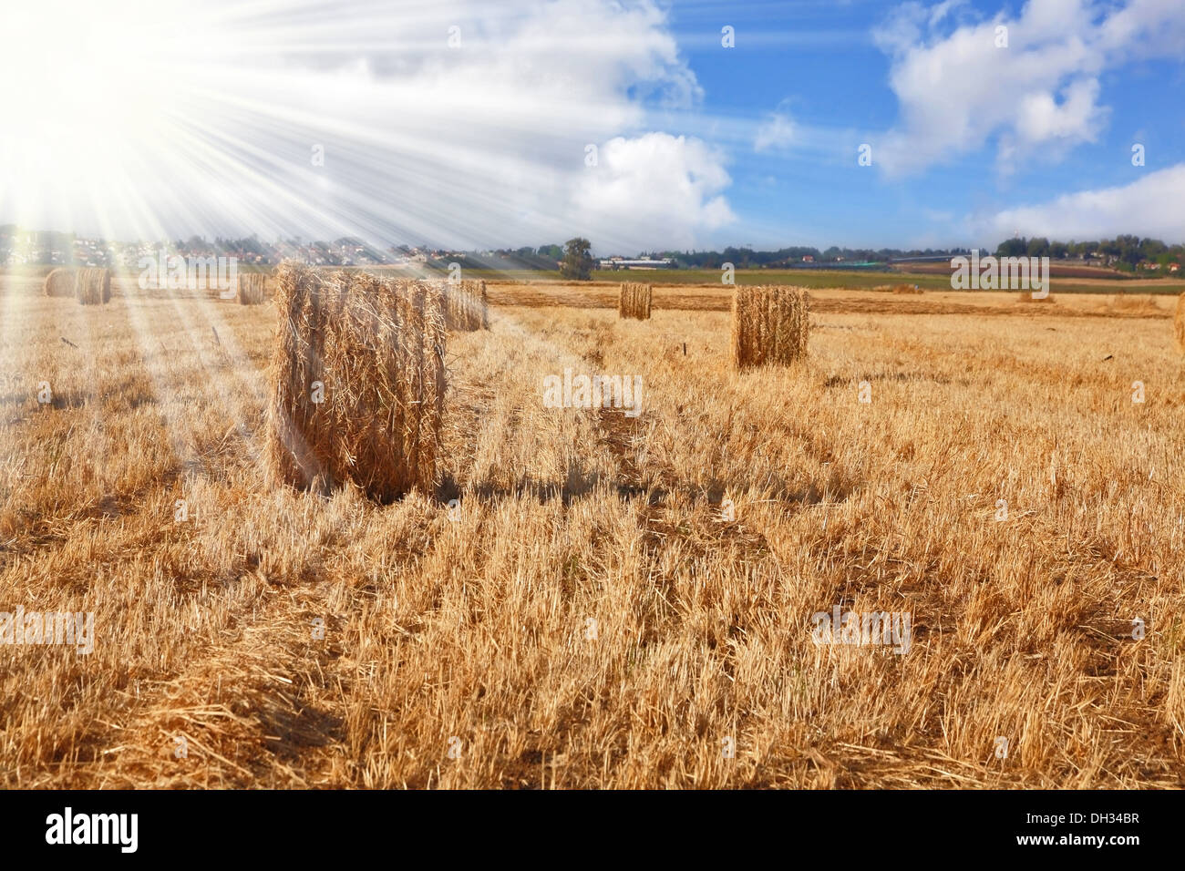 Harvesting the wheat hi-res stock photography and images - Alamy