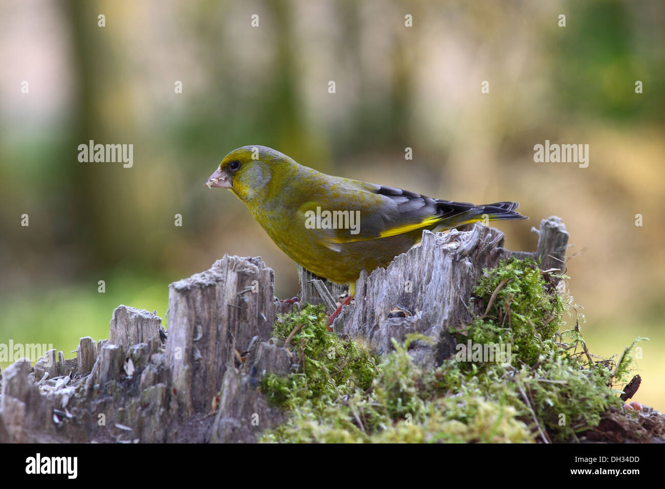 Greenfinch goldfinch hi-res stock photography and images - Alamy