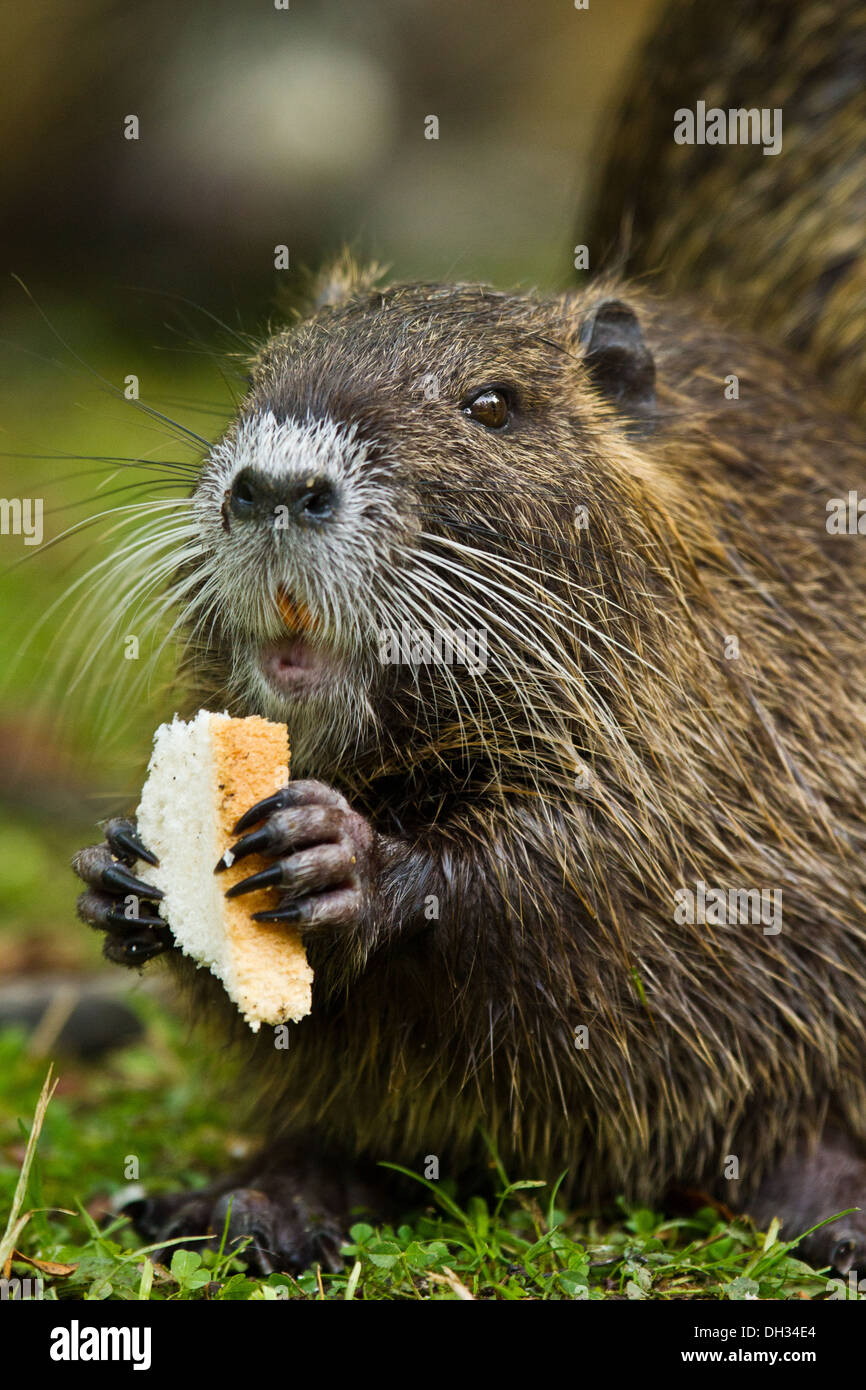 Coypu hi-res stock photography and images - Alamy