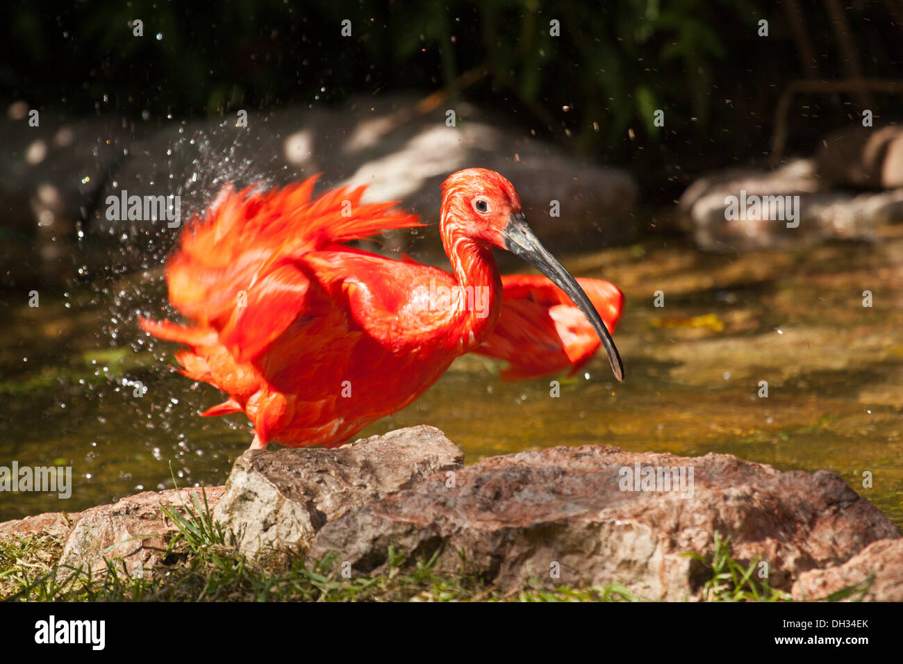 Scarlet ibis eudocimus ruber flying hi-res stock photography and images ...