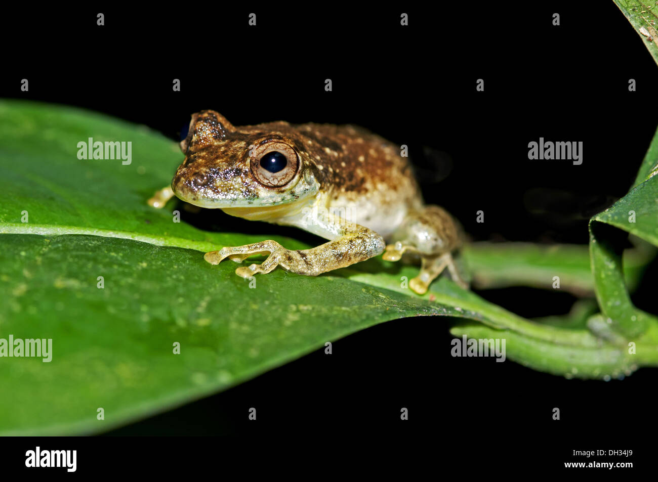 Tree frog (Hylidae spec Stock Photo - Alamy