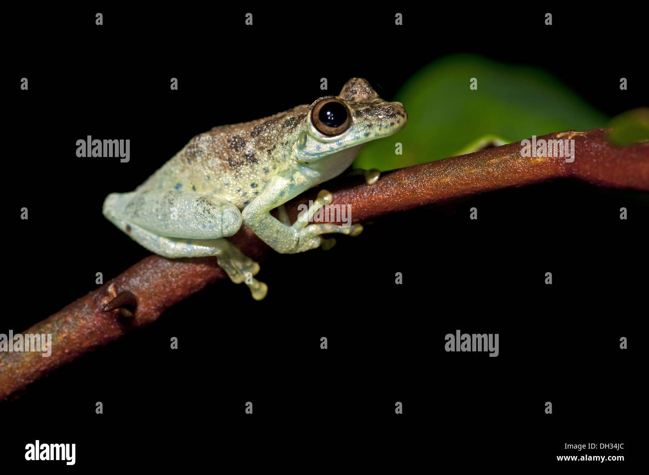 Tree frog (Hylidae spec Stock Photo - Alamy
