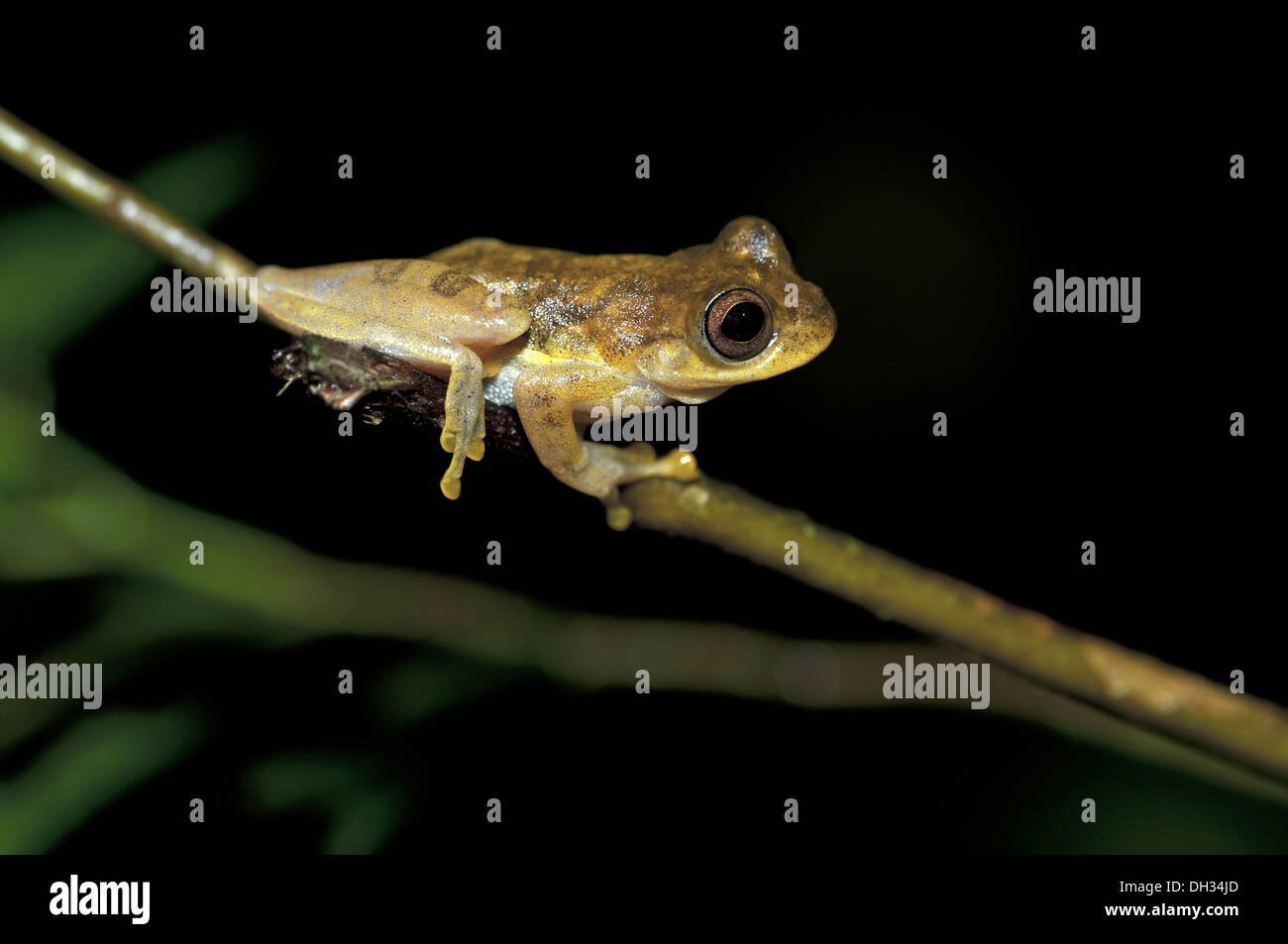 Hylidae hi-res stock photography and images - Alamy