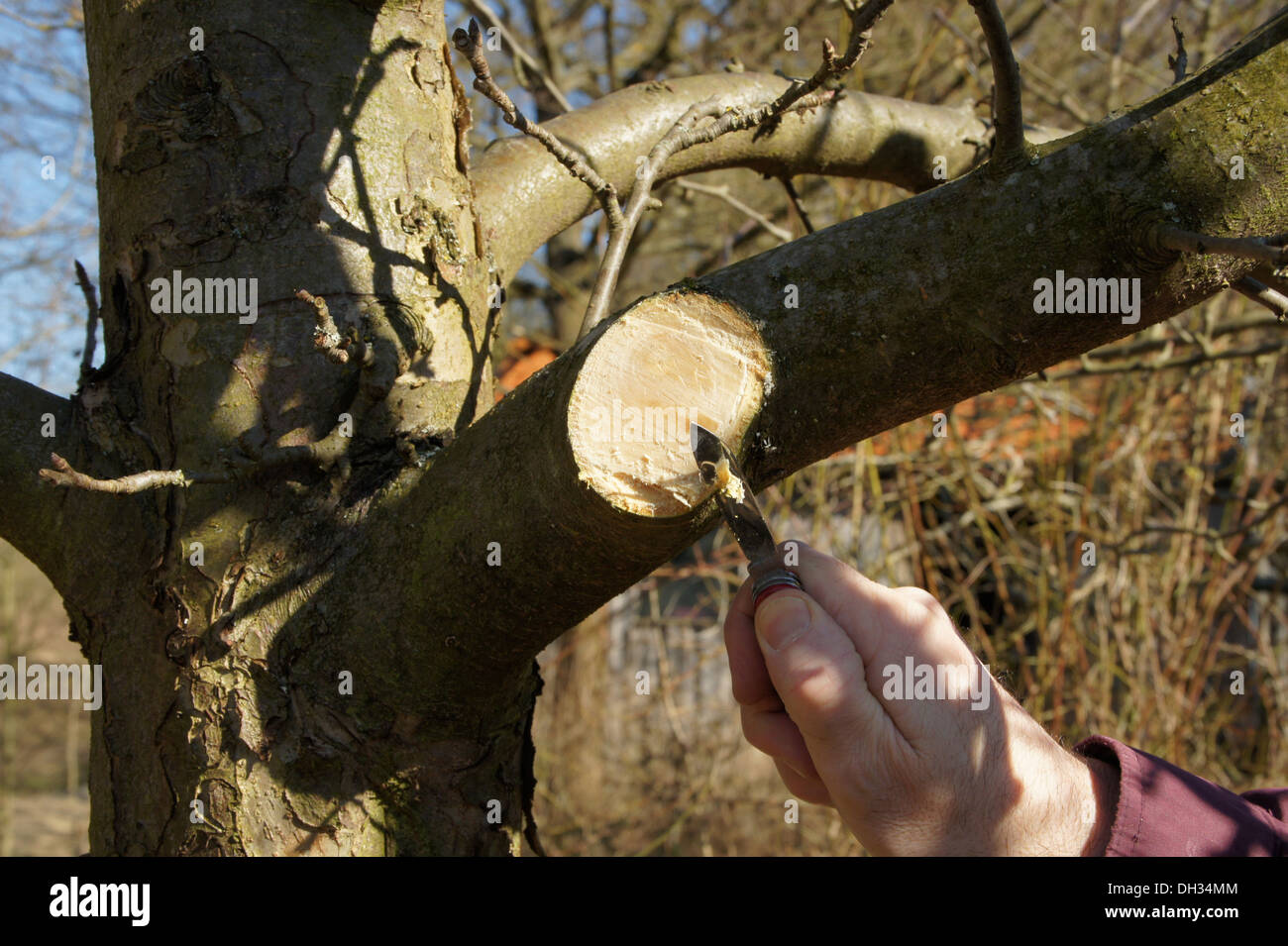 Pruning apple tree hi-res stock photography and images - Alamy