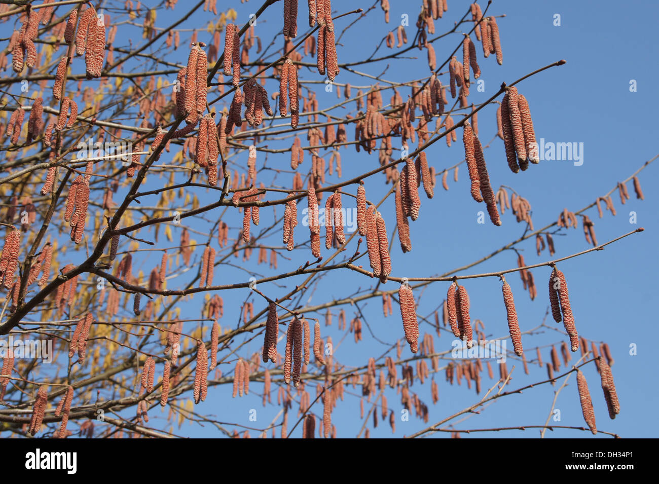 Catkins of the purple-leaf hazel Stock Photo - Alamy