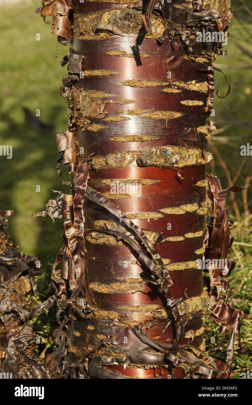 Copper bark hi-res stock photography and images - Alamy