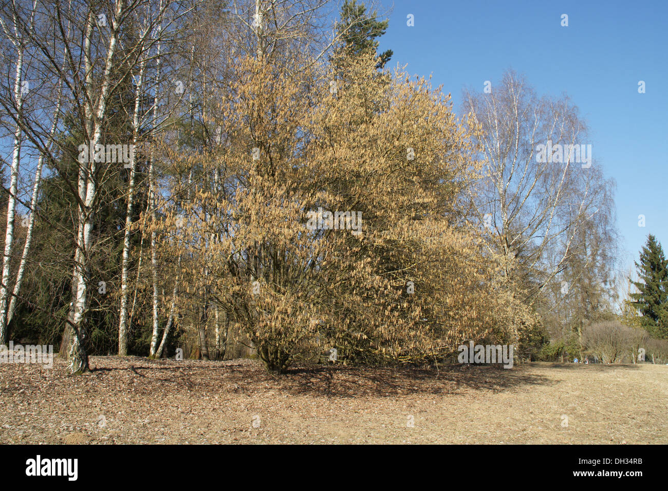 Haselnussstrau hi-res stock photography and images - Alamy