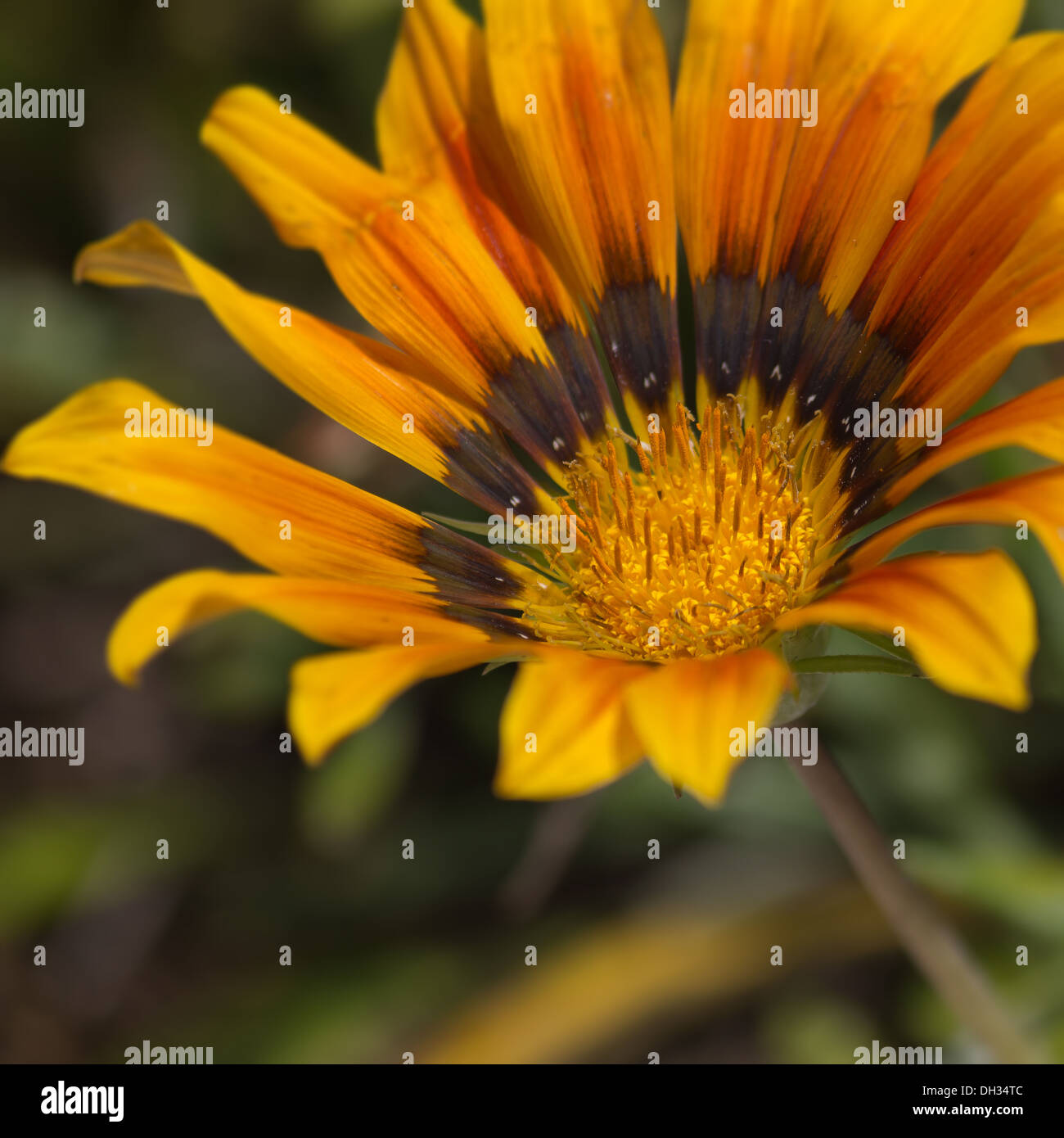 yellow noon flower Stock Photo - Alamy
