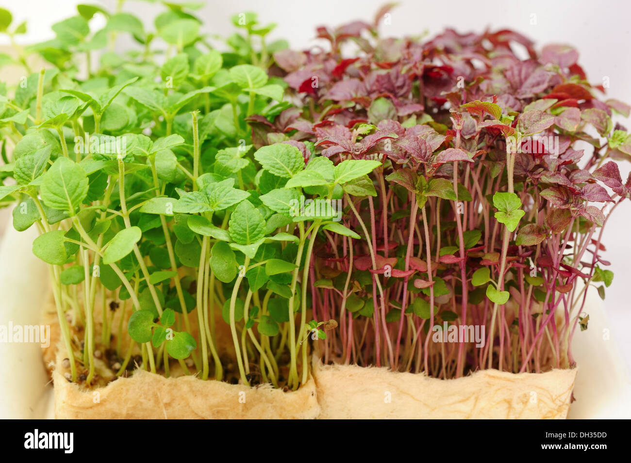 Cress variety hi-res stock photography and images - Alamy