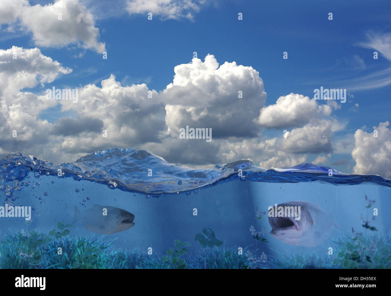 two salmons in shallow water Stock Photo - Alamy