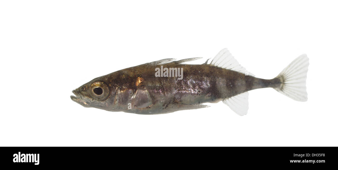 Stickleback fish hi-res stock photography and images - Alamy