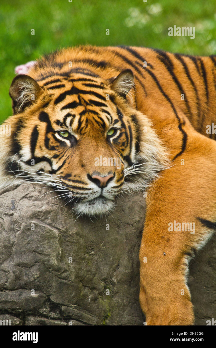 Sumatra wildtiere hi-res stock photography and images - Alamy