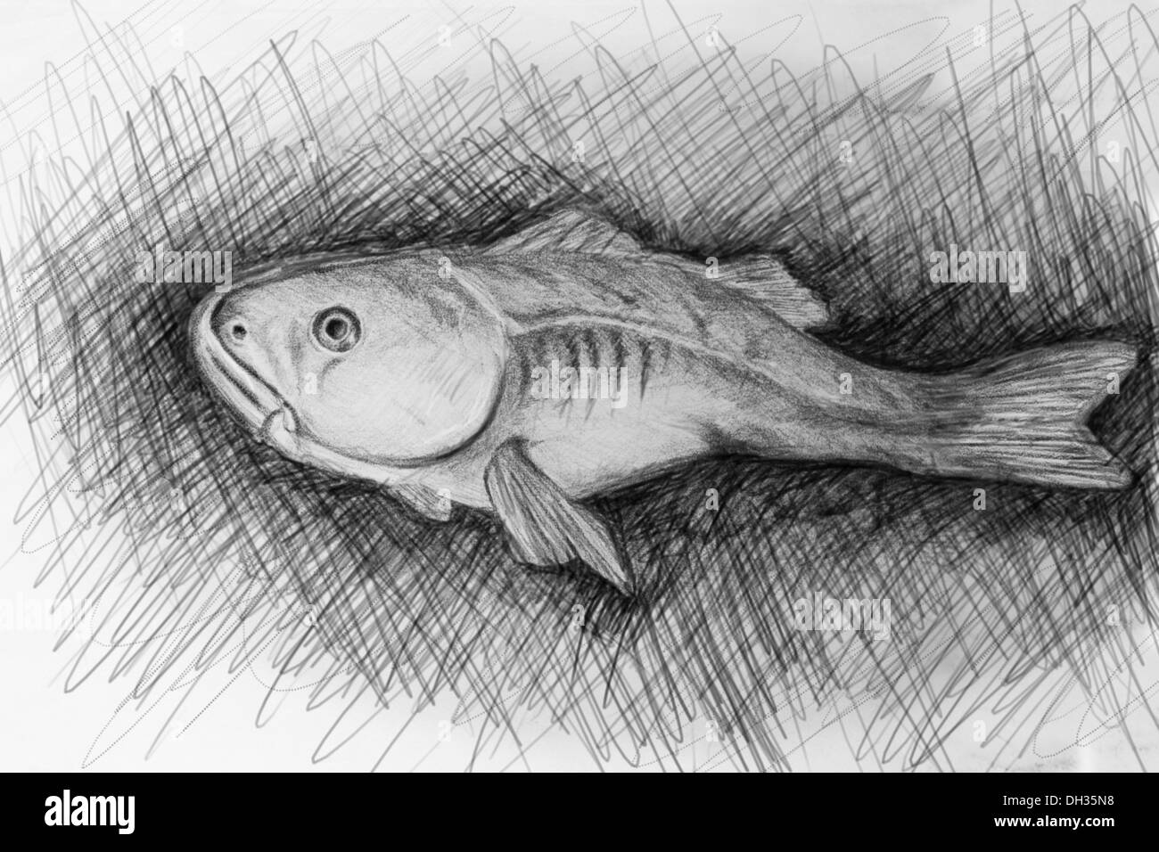 drawing of cod on leaf of paper Stock Photo - Alamy