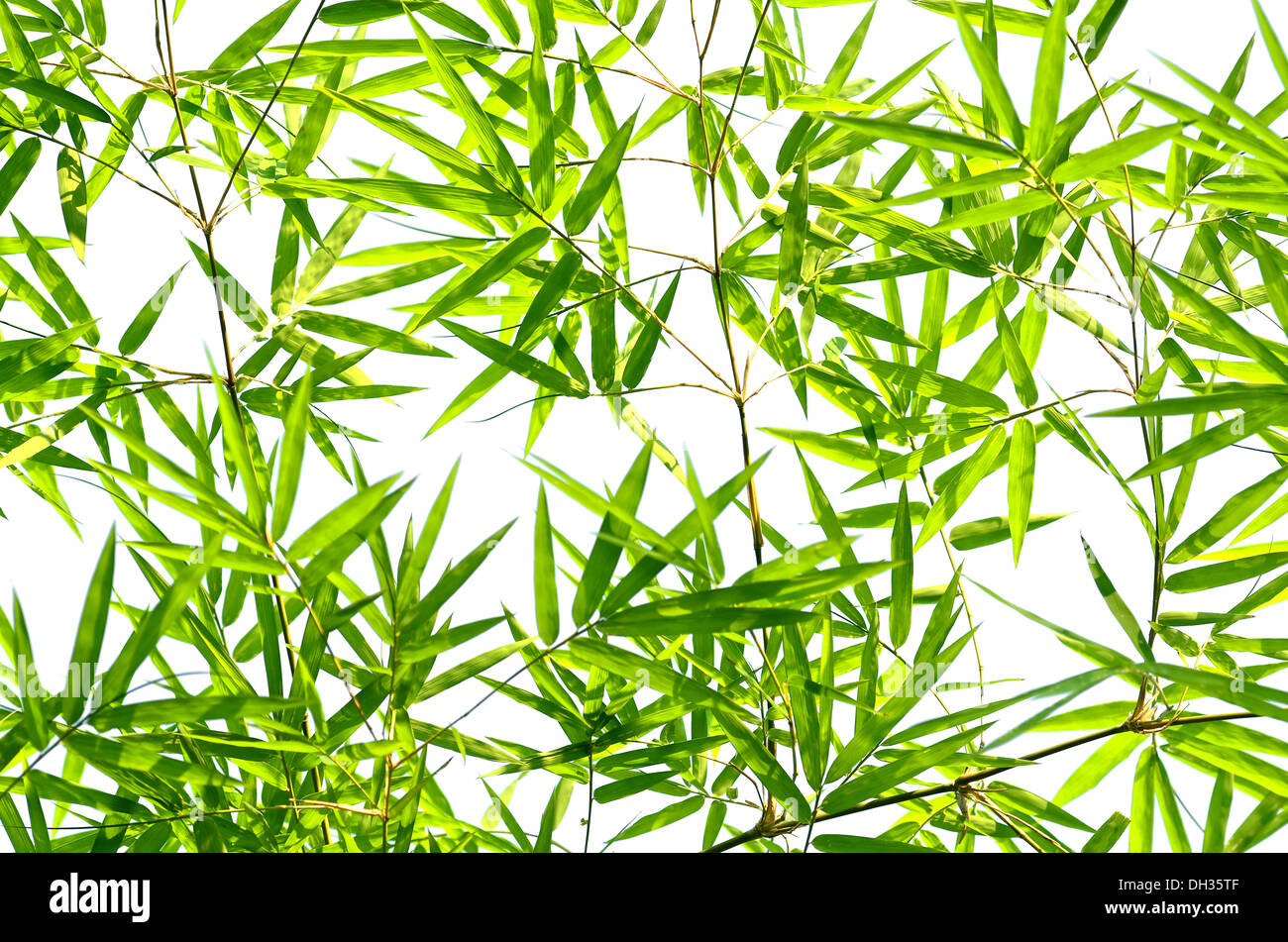 Isolated bamboo branch with leaves hi-res stock photography and images ...