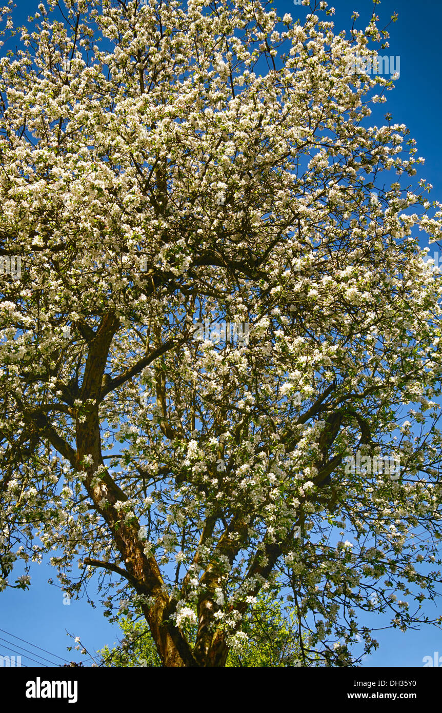 Old apple tree hi-res stock photography and images - Alamy