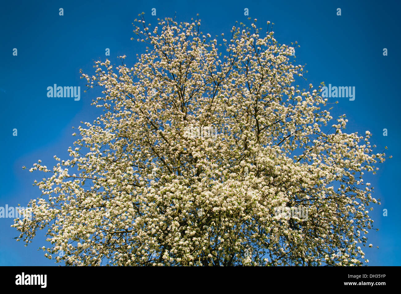 Old apple tree Stock Photo - Alamy