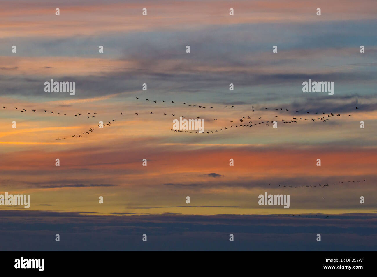 Bird migration of crane Stock Photo - Alamy