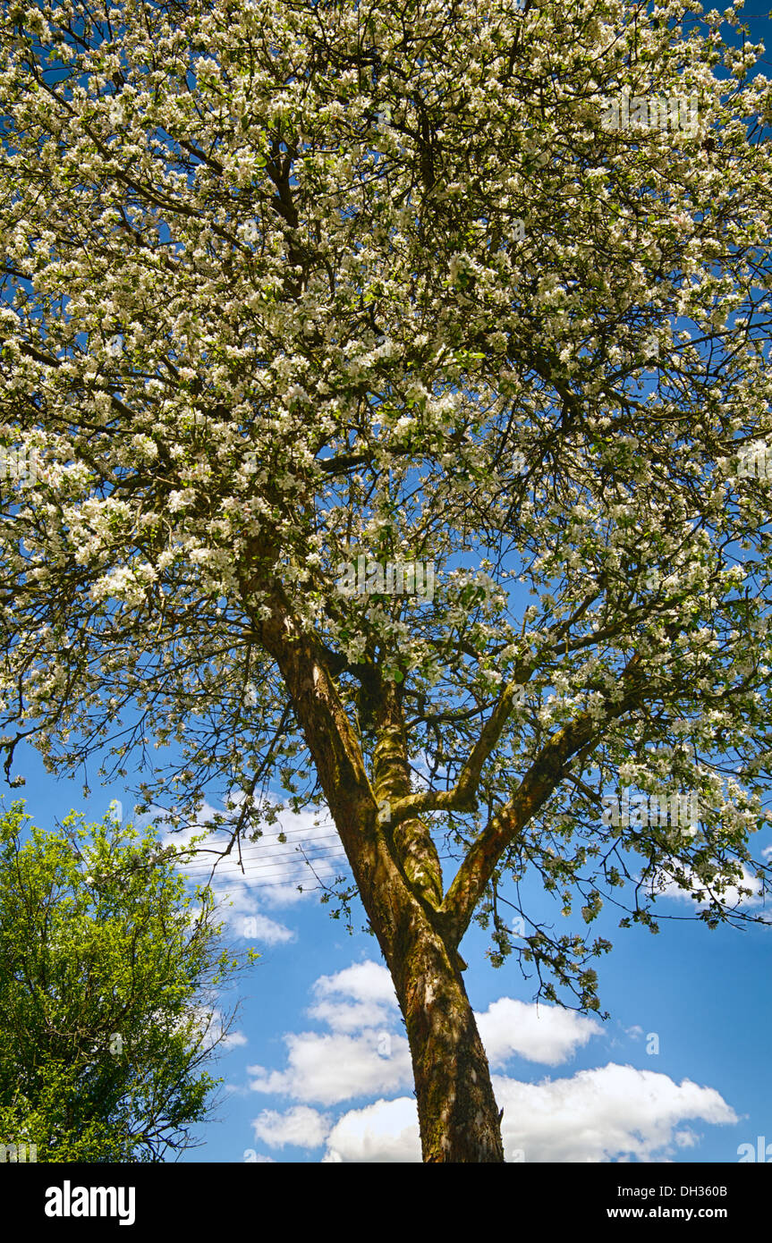 Old apple tree Stock Photo - Alamy