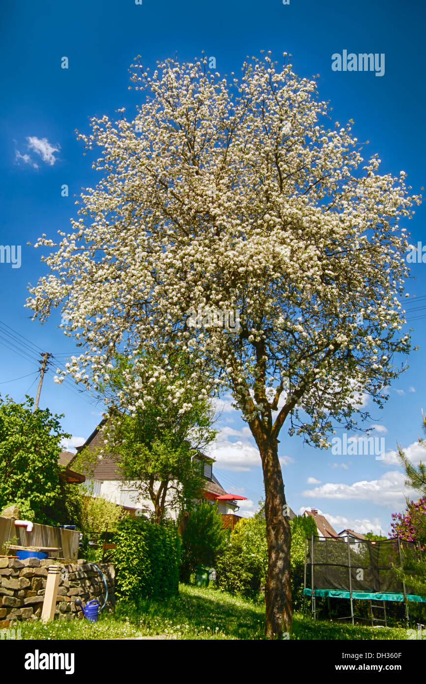 Old apple tree Stock Photo - Alamy