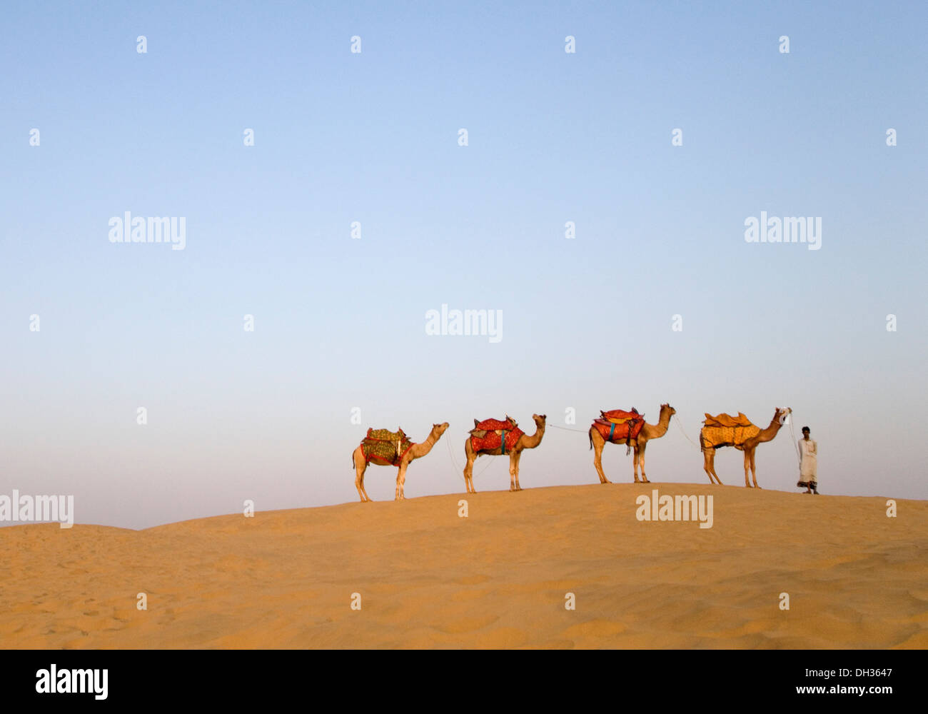 Arid nature camels men hi-res stock photography and images - Alamy