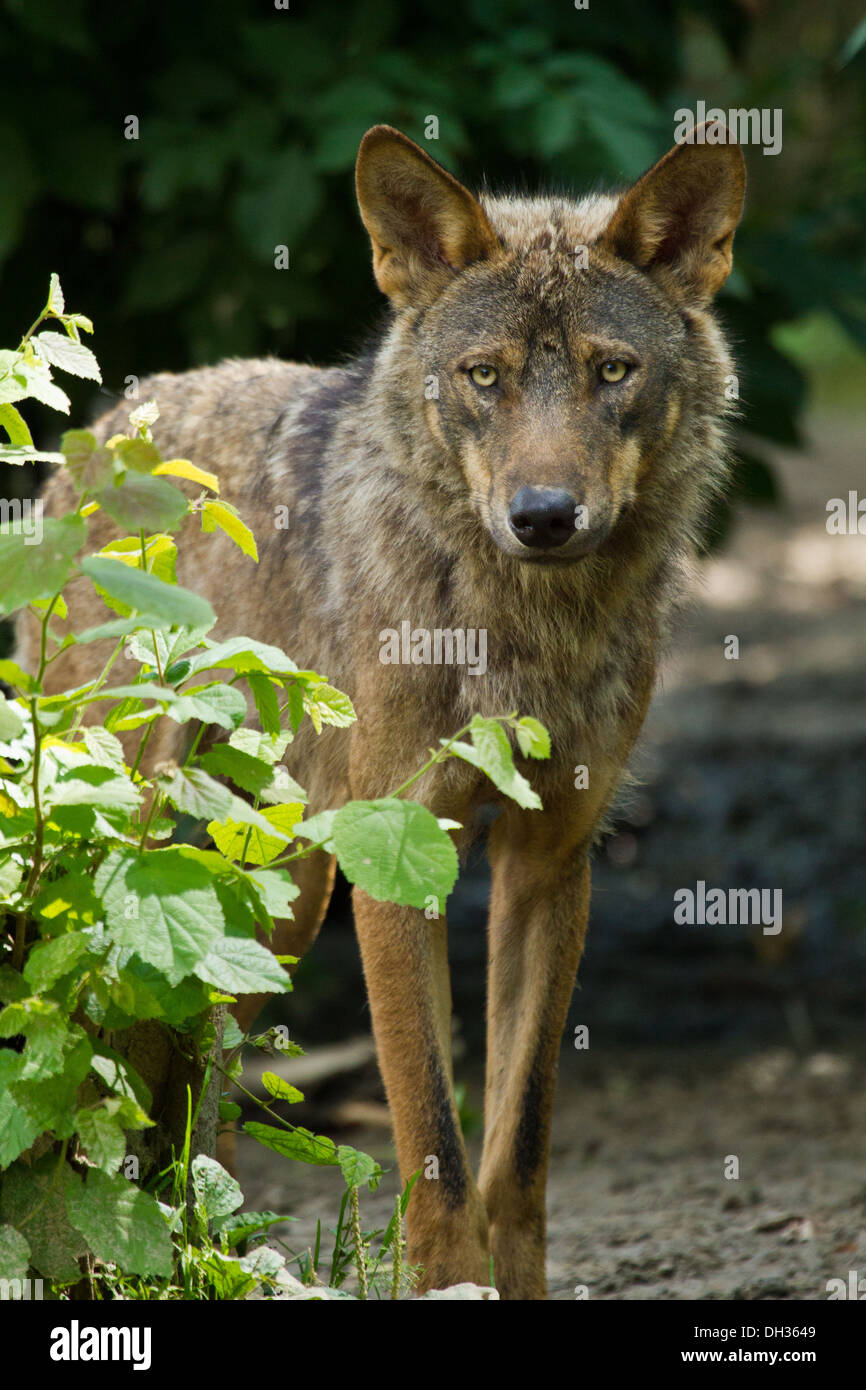 Iberian wolf hi-res stock photography and images - Alamy