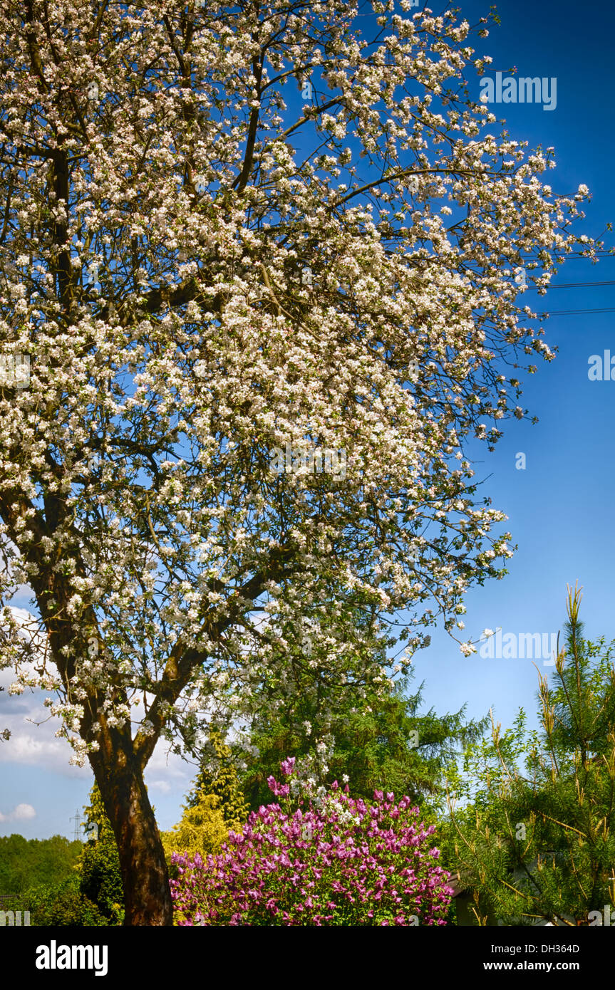 Old apple tree Stock Photo - Alamy