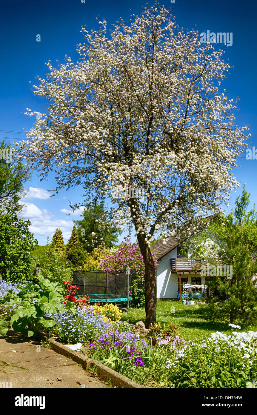Old apple tree Stock Photo - Alamy
